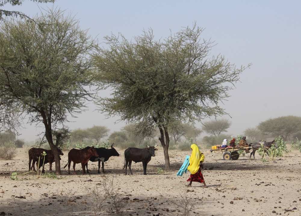 Chad: Climate and health - Dispatches